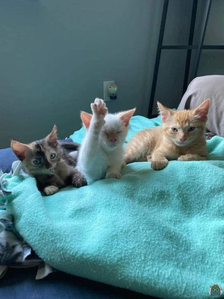 Best Funny meow Memes - 9GAG