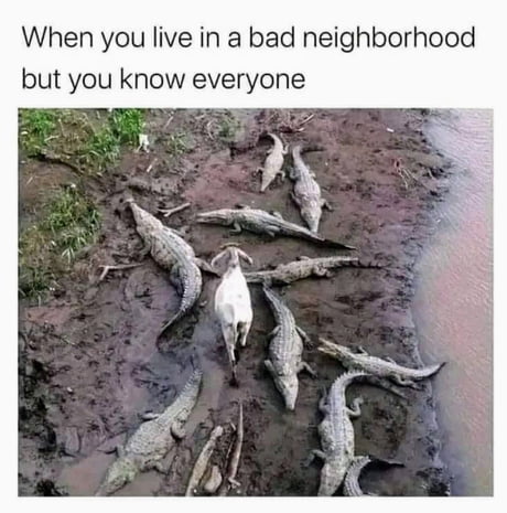 Best Funny crocodile Memes - 9GAG