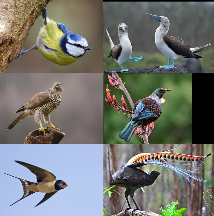 Just some birds from around the world. - 9GAG