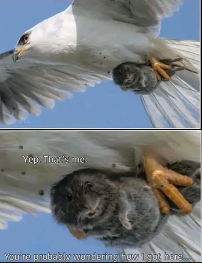Bird: If not food, why food shaped? - 9GAG