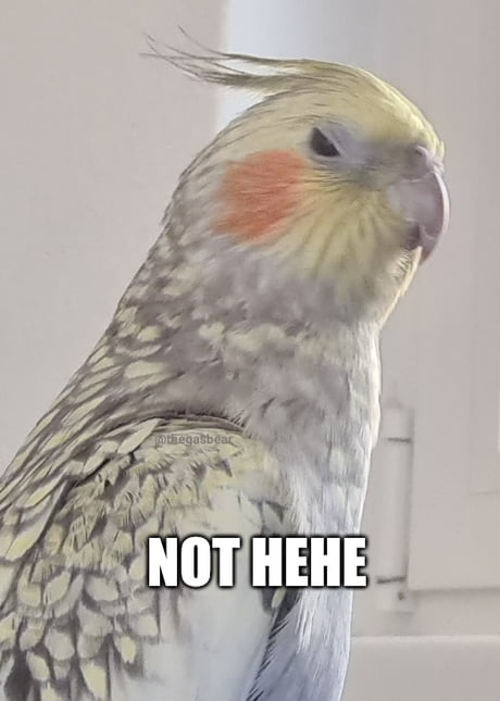 Best Funny cockatiel Memes - 9GAG