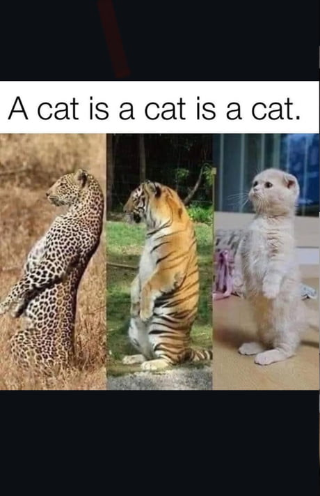 Best Funny big cats Memes - 9GAG