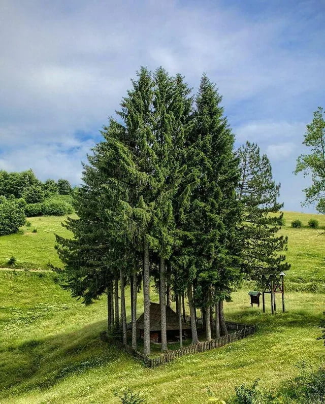 Where ancient trees stand guard over centuries of stories. - 9GAG