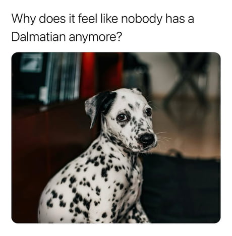 Best Funny dalmatian Memes - 9GAG