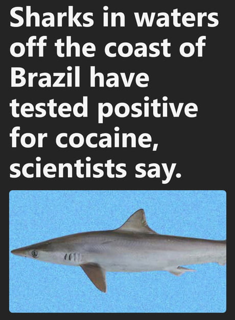 Best Funny cocaine Memes - 9GAG