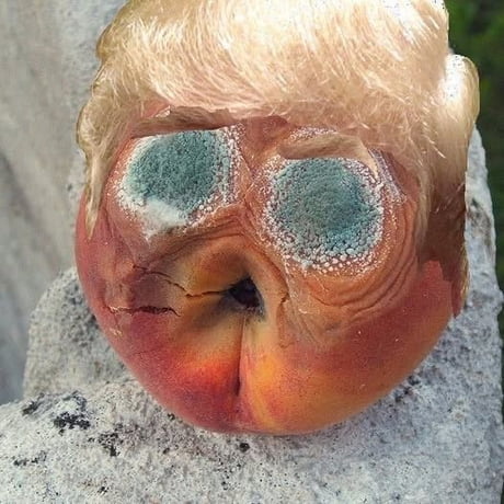 Best Funny mold Memes - 9GAG