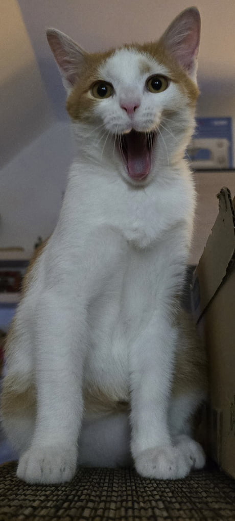 Best Funny funny cat Memes - 9GAG