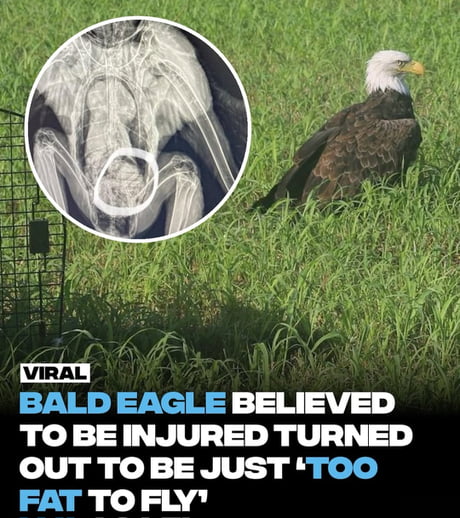 Best Funny bald eagle Memes - 9GAG