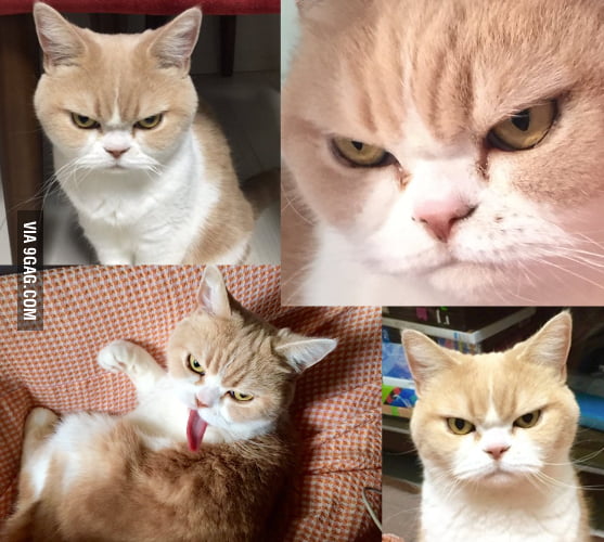 Grumpy cat's competitor from Japan. Let's call him "Yakuza cat" - 9GAG