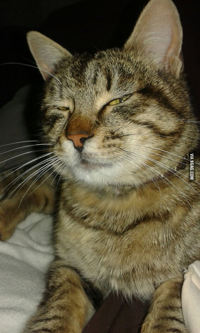 Suspicious cat xD - 9GAG