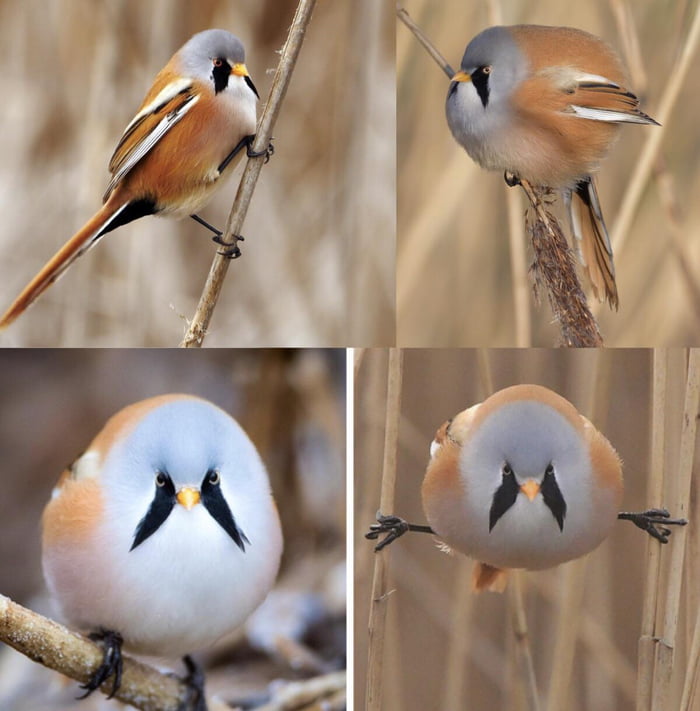 The Bearded Reedling is a small bird that lives in Europe and Central ...