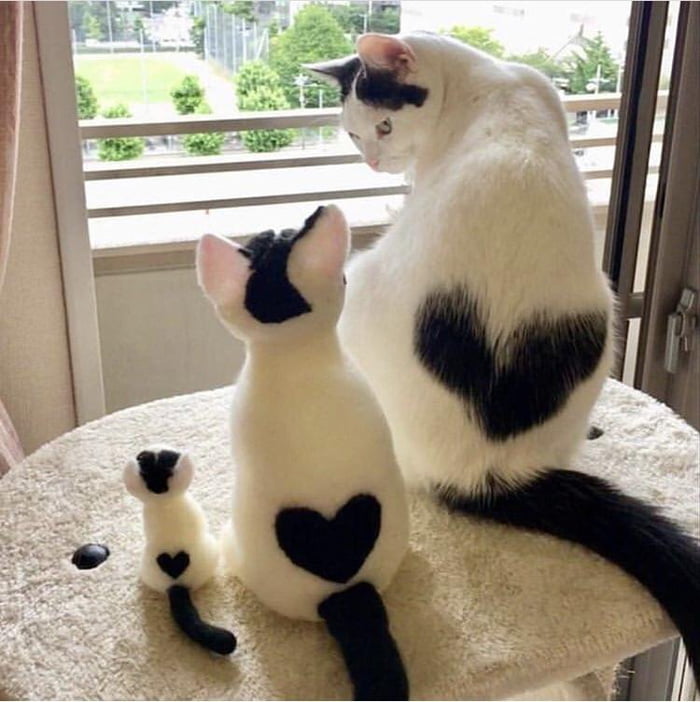 ...of then having the same pattern on their bum - 9GAG