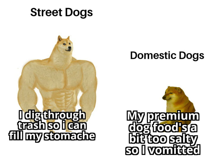 Street dogs tough as nails - 9GAG