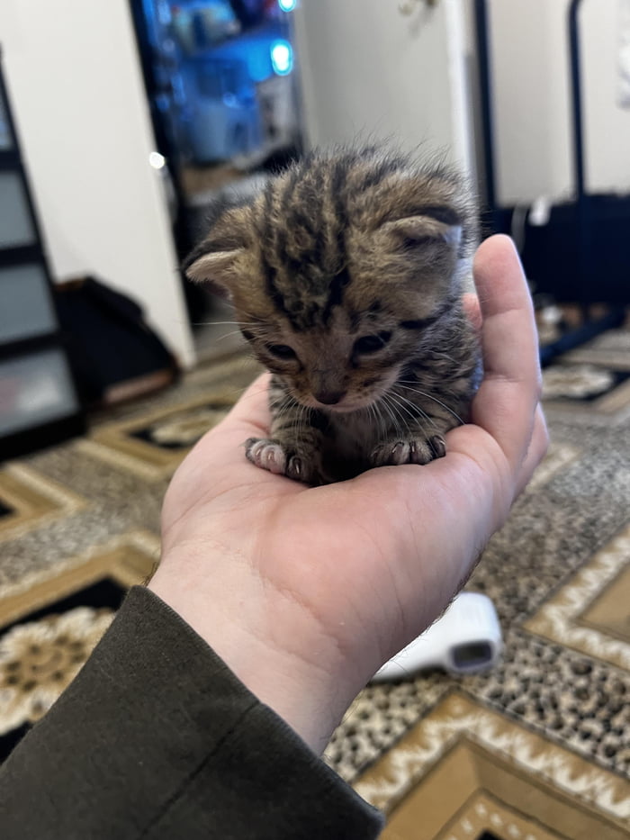 He was so tiny :( - 9GAG