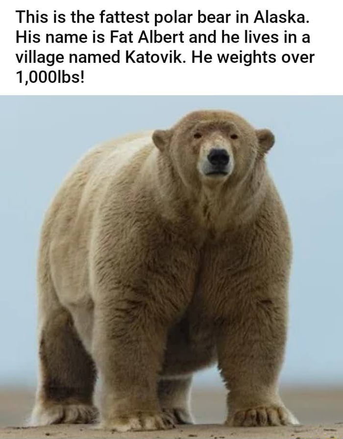 Fat albert, the polar bear... - 9GAG