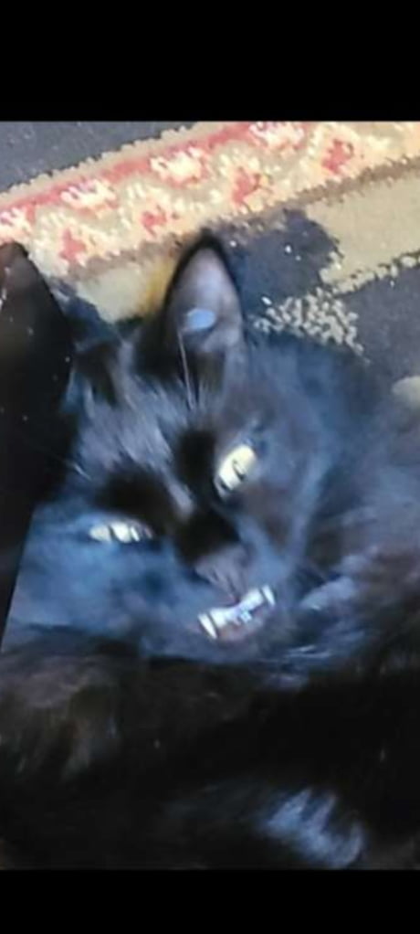 Best Funny rabies Memes - 9GAG