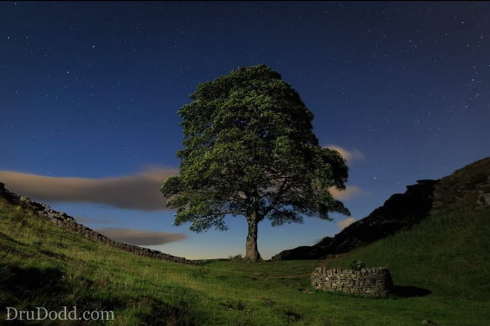 Overnight the Sycamore Gap Tree (also known as Robin Hoods Tree) has ...