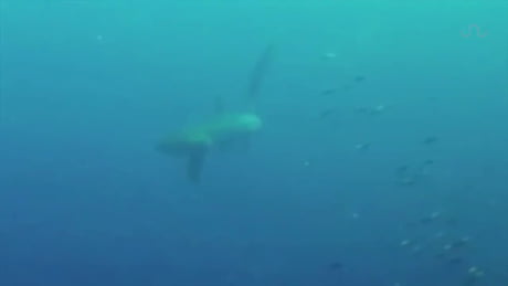 Shark hunts with giant weaponized tail