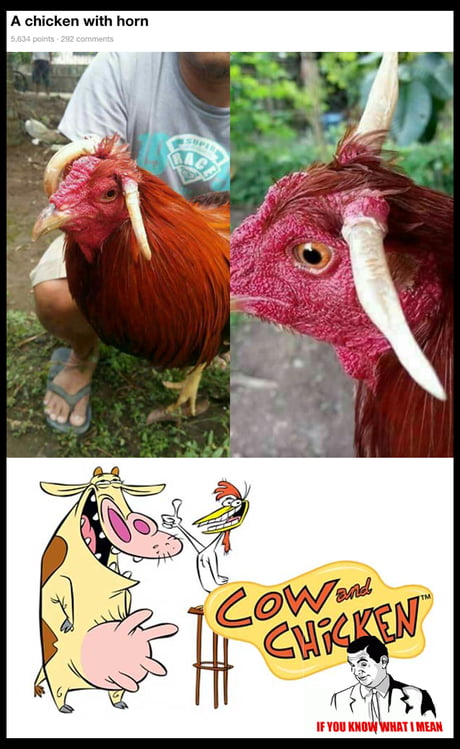 Chicken Playing Horn