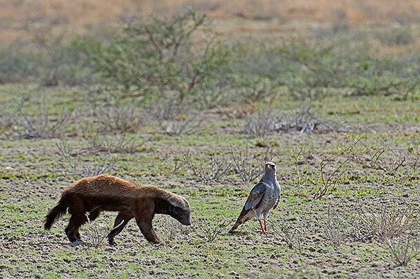 In the wild, honeyguide birds show honey badgers where there is a ...