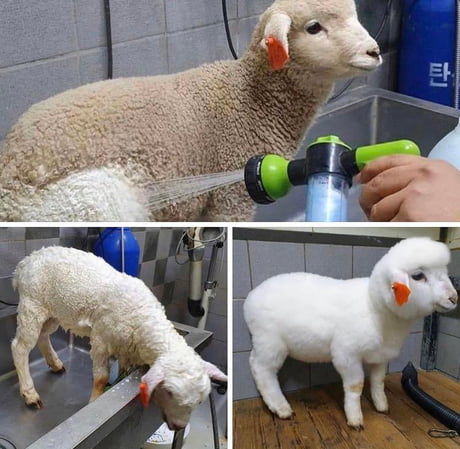 A power washed sheep | Worth to watch