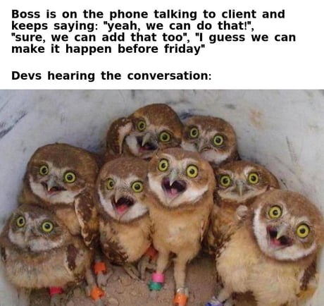 Soon Meme Owl