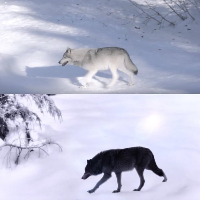 In Alaska, wolves hunt reindeer relentlessly! To avoid predation, arctic reindeer have evolved a ...