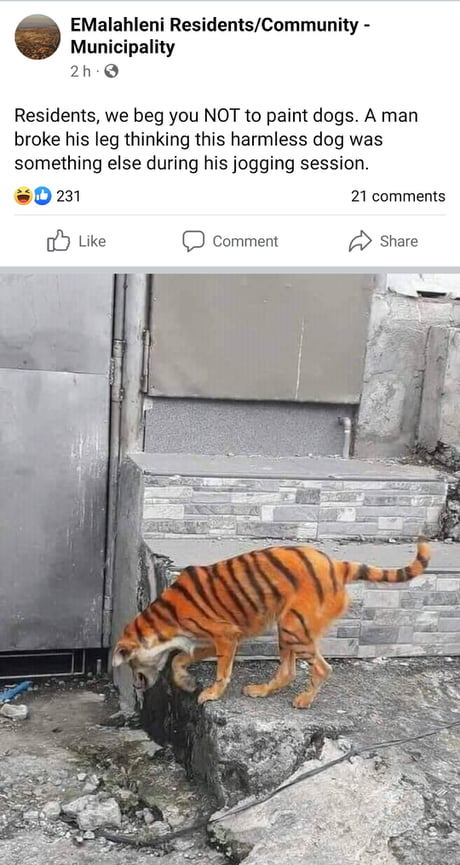 Tiger Beg Meme THE TIGER SITTING BEHIND THE DOOR BE LIKE Confession