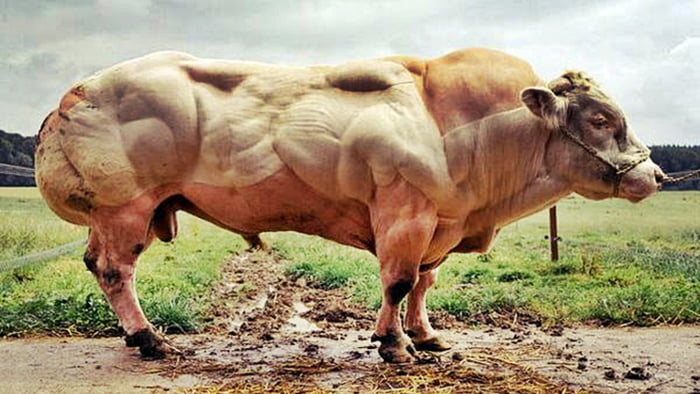 Myostatin, a naturally-occurring protein that inhibits muscle growth ...