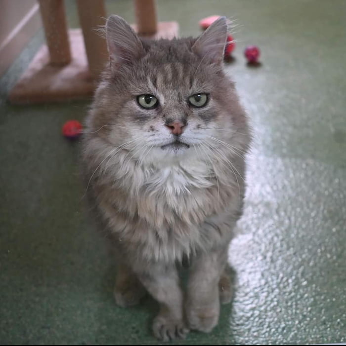 Local adoption cat looks like bad taxidermy. - 9GAG