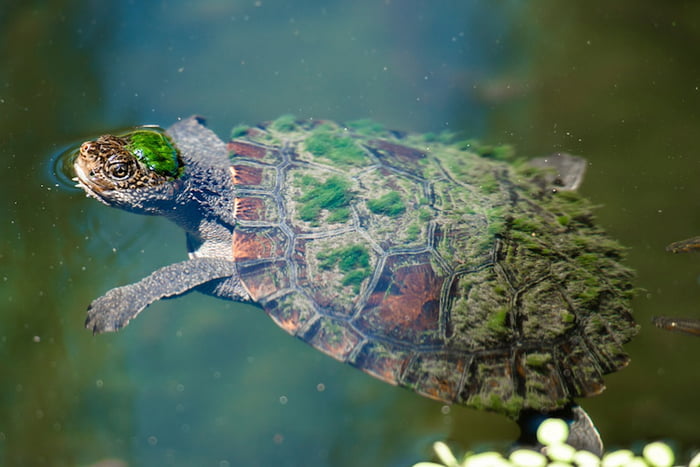 This Punk Rock Turtle With Green Hair Is Facing Extinction In Australia ...