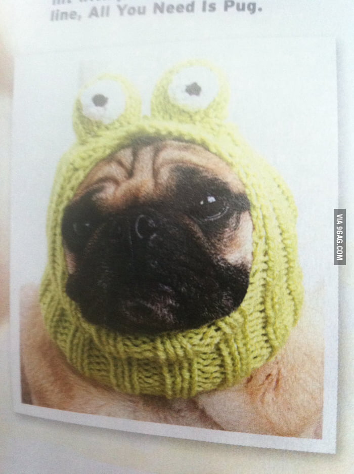 Pug Frog Costume - 9GAG