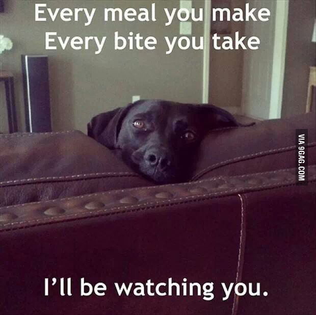 The love song from every dog ever - 9GAG