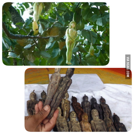 Nareepol Flower Wiki | Best Flower Site