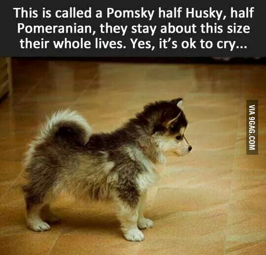 Too damn cute - 9GAG