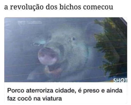 Meme De Porco