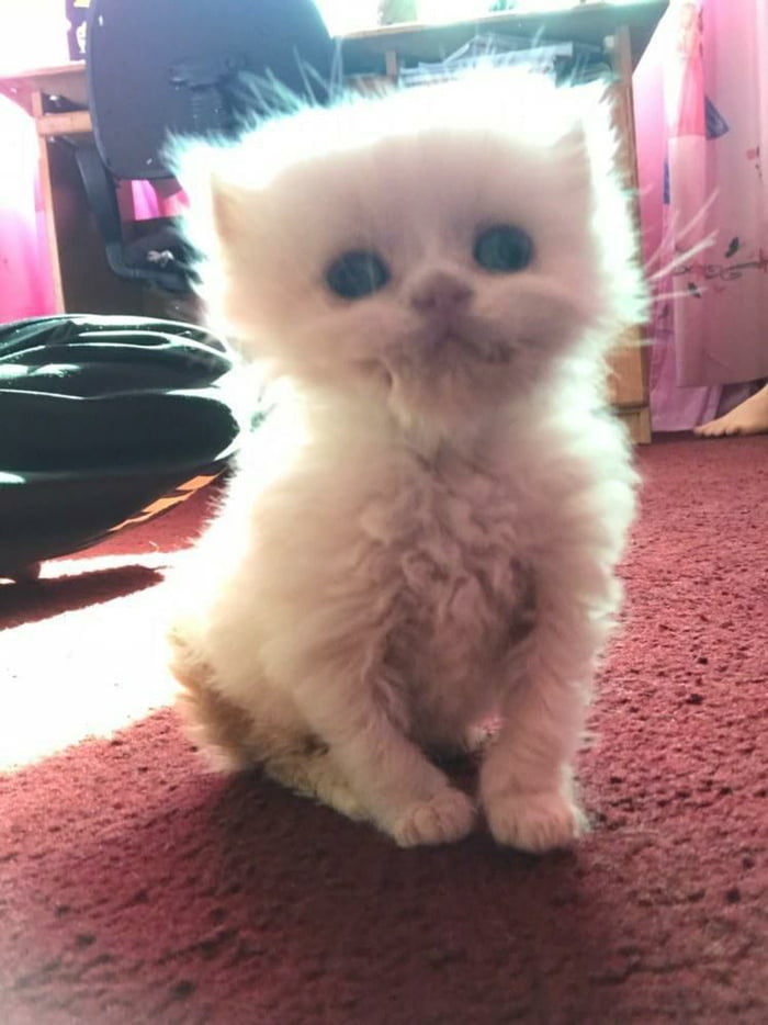 My Smol derpy smiling kitten - 9GAG