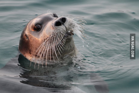 Surprised Seal Memes