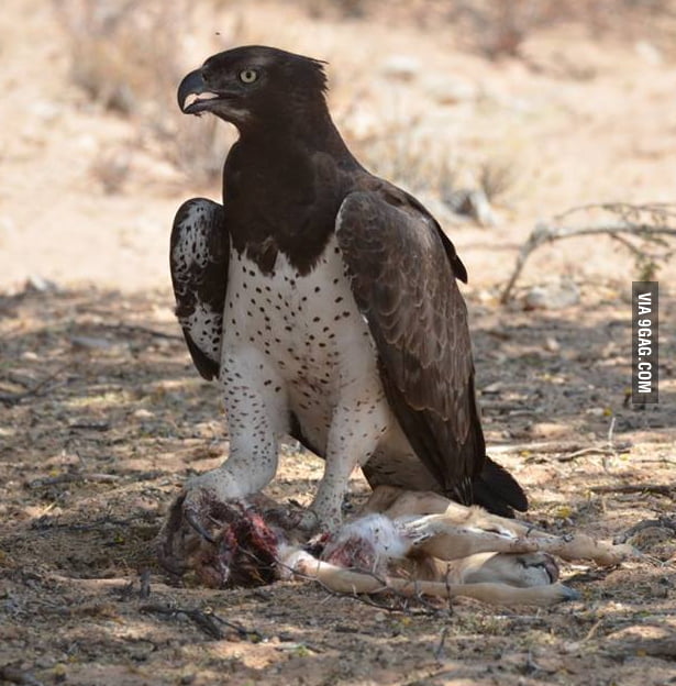 South Africa's version of a Bald Eagle: The Martial Eagle (with new born springbok kill) - 9GAG