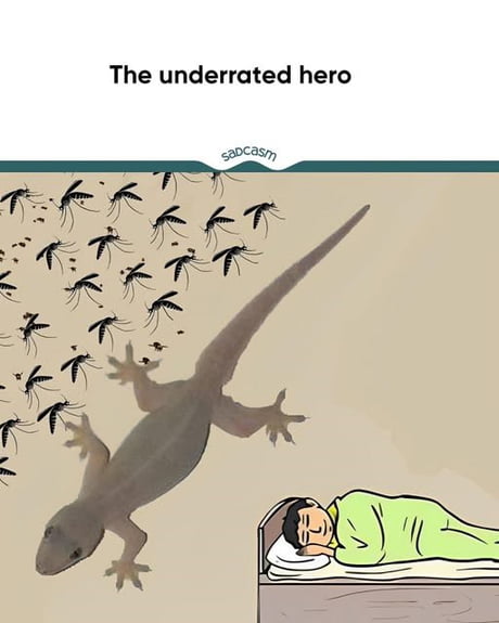 Best Funny gecko Memes - 9GAG