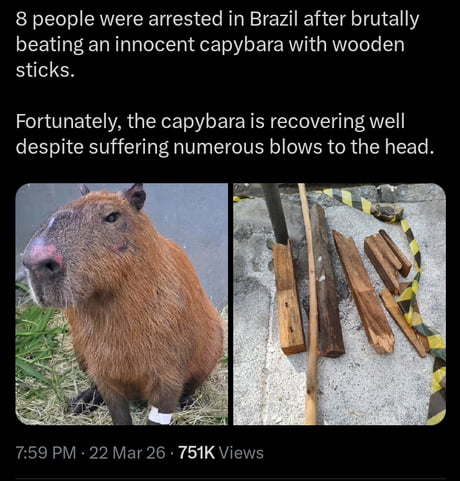 Best Funny capybara Memes - 9GAG
