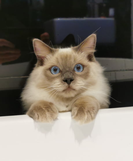 Best Funny ragdoll Memes - 9GAG