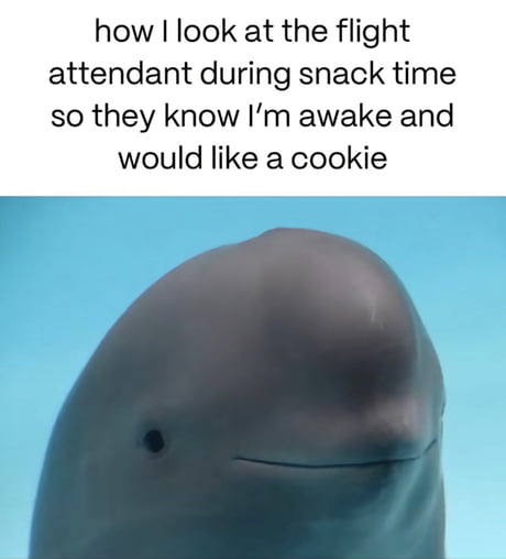 Best Funny dolphin Memes - 9GAG