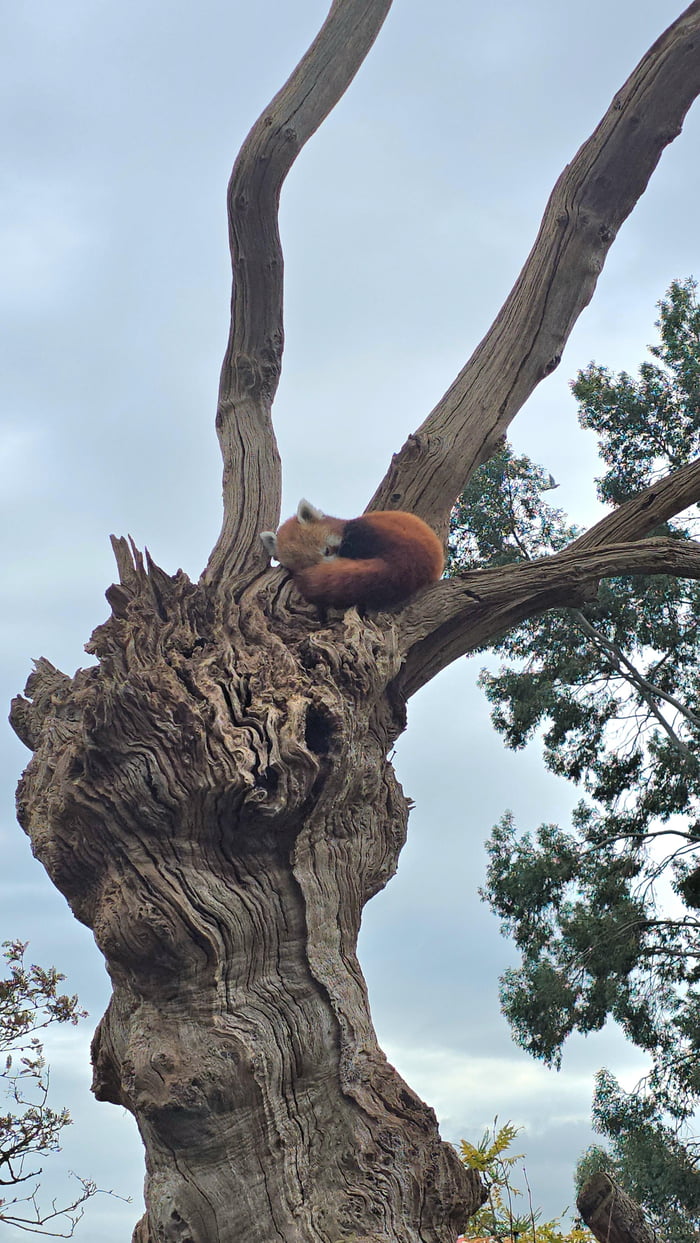 Mozilla firefox logo on a tree - 9GAG