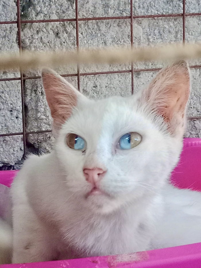 You have come across a legendary rare cat. Upvote and may good luck ...