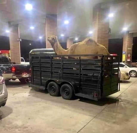 Best Funny camel Memes - 9GAG