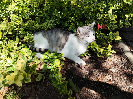 Best Funny shrubbery Memes - 9GAG