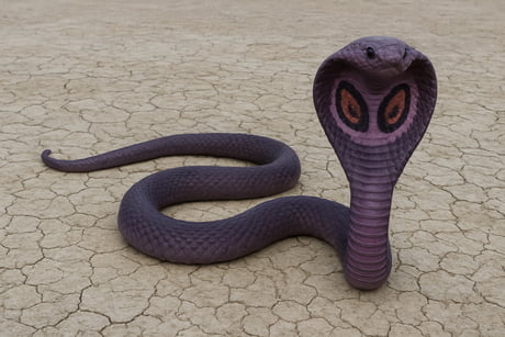 Austin Cobra Memes