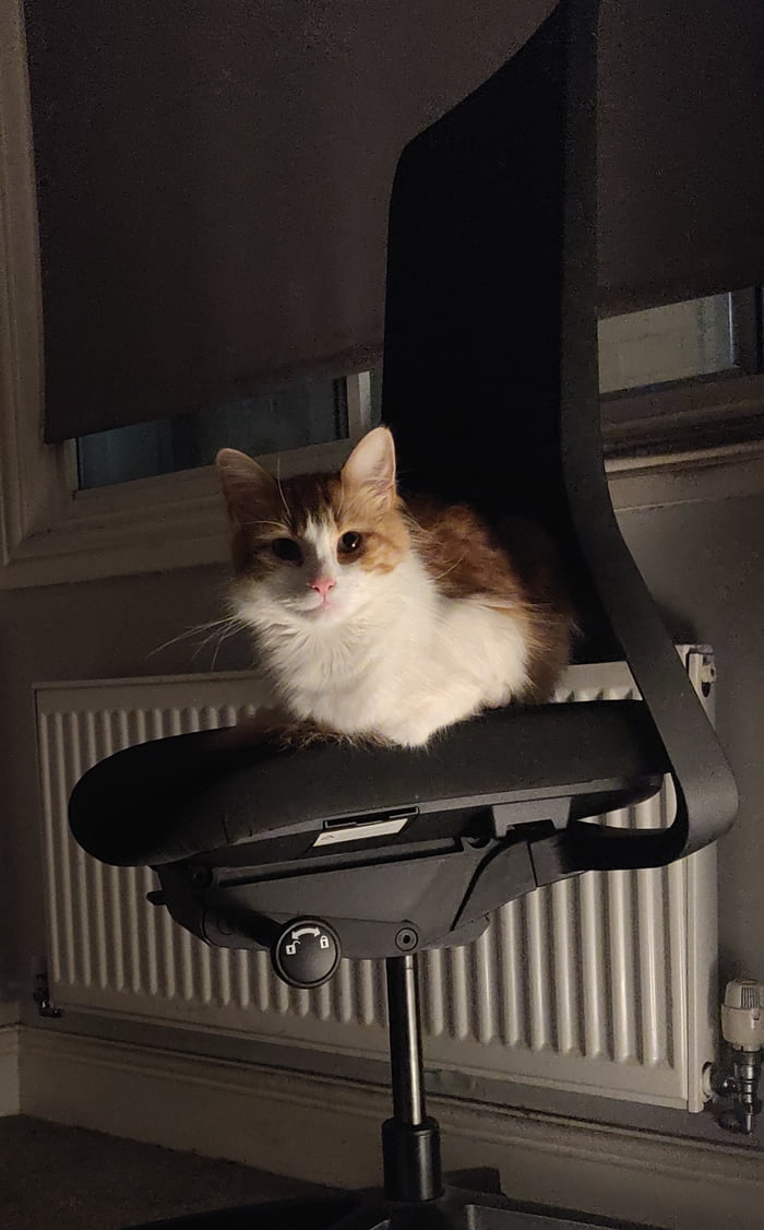 Cheebs is the best guard cat - 9GAG