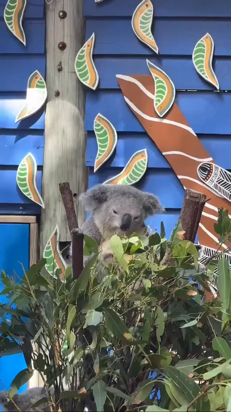 Wtf Koala Memes New Trending GIF Tagged Music Koala Saxophone Toot…